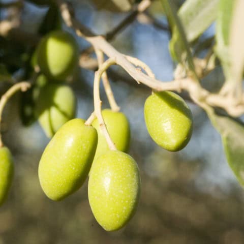 Natural Meski Olives & Harissa (organic) - Rogers Collection