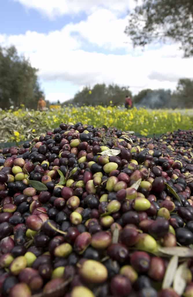 Our Collection of Olive Oils - Rogers Collection