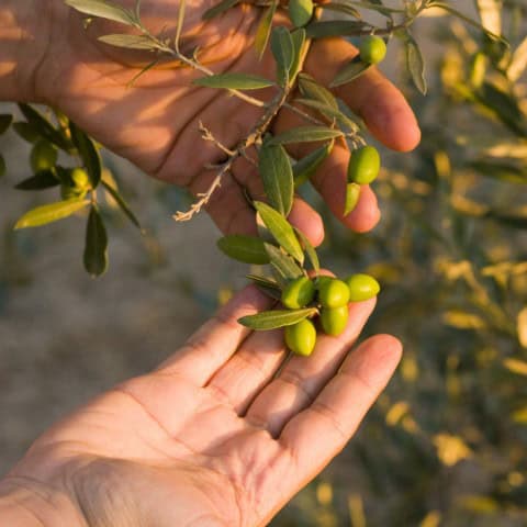 Natural Meski Olives with Lemon & Fennel (organic) - Rogers Collection