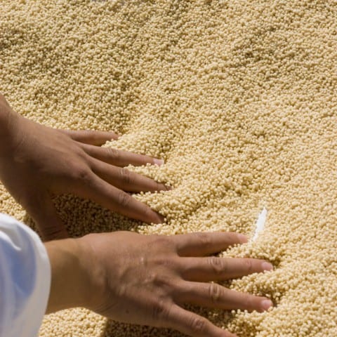 M'Hamsa Hand-rolled Couscous (organic) - Rogers Collection