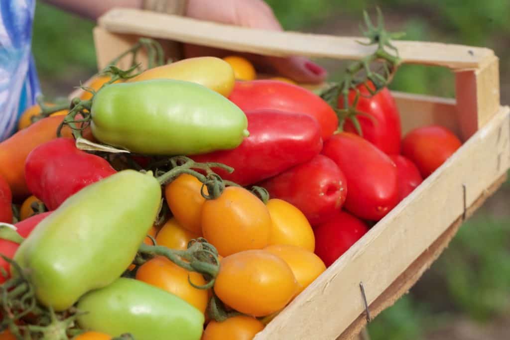 Tomatoes from Gentile: Summer in a Jar! - Rogers Collection
