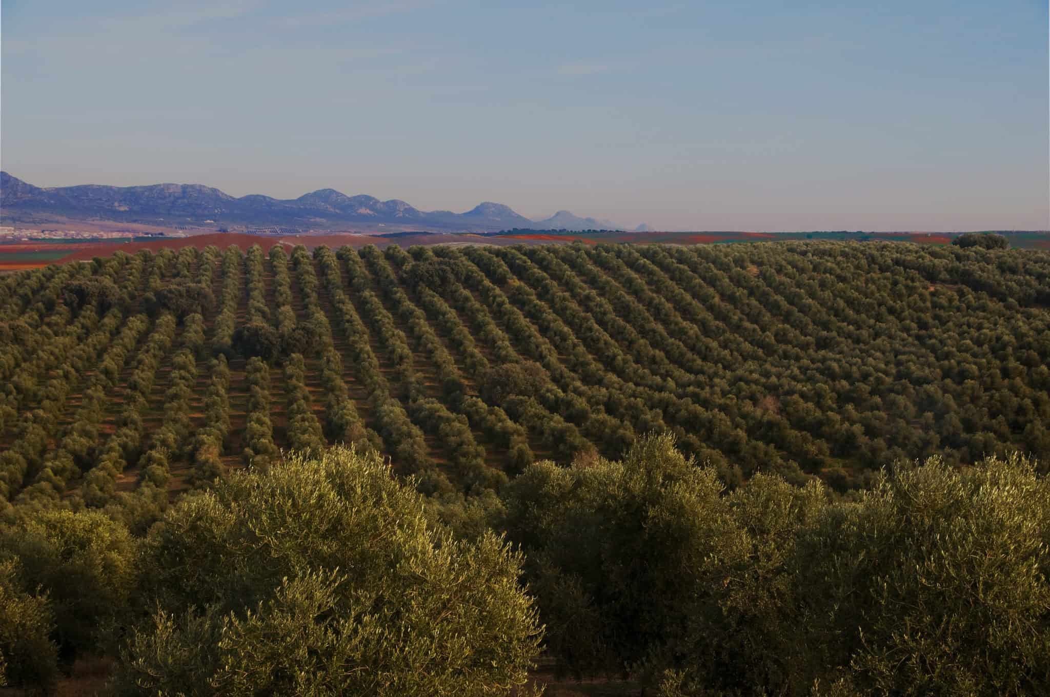 Manolo Castillo - Rogers Collection