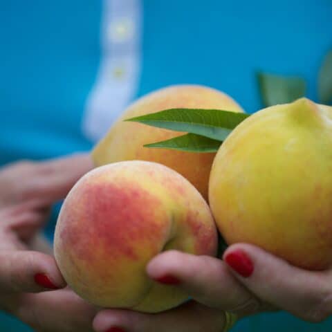 Percoca Sciroppata (Peaches in Sugar Water) - Rogers Collection